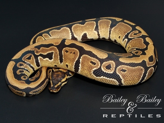 Double Het VPI Axanthic Pied Ball Python by Bailey & Bailey Reptiles