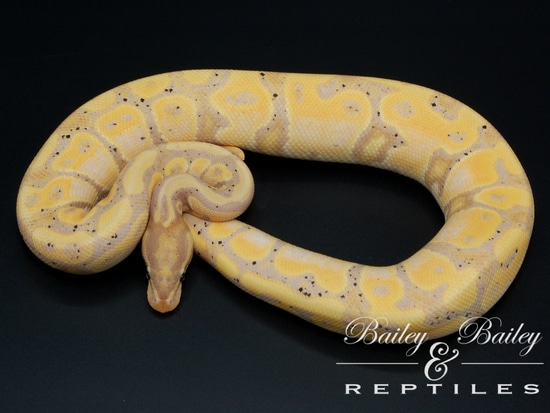 Coral Glow Vanilla Ball Python by Bailey & Bailey Reptiles