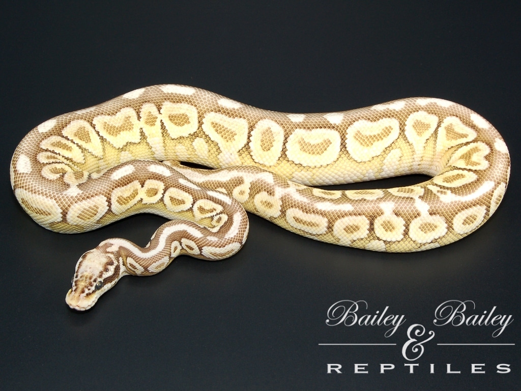 Super Pastel Lesser Spotnose Het VPI Axanthic Ball Python by Bailey ...
