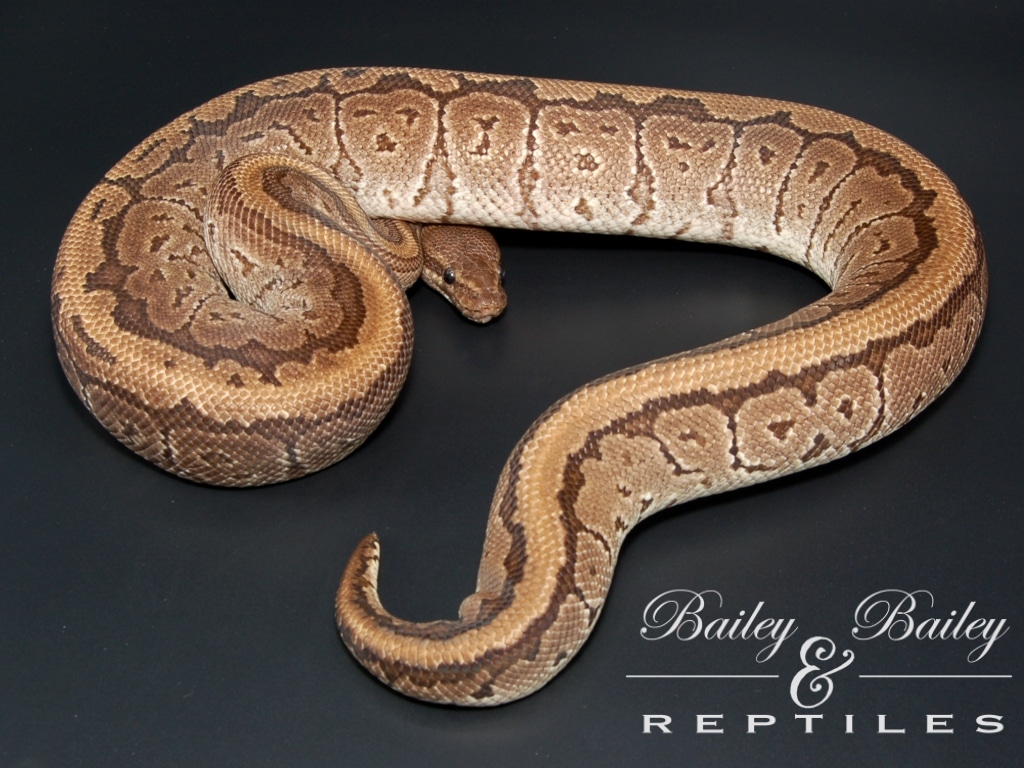 Mystic Pinstripe Ball Python by Bailey & Bailey Reptiles - MorphMarket