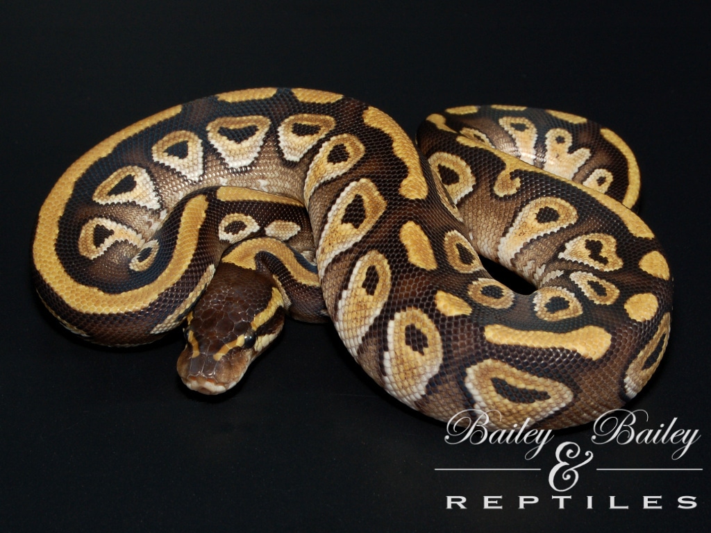 Mojave 50% Het Sunset Ball Python by Bailey & Bailey Reptiles - MorphMarket