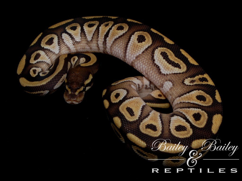 Mojave 50% Het Sunset Ball Python by Bailey & Bailey Reptiles - MorphMarket