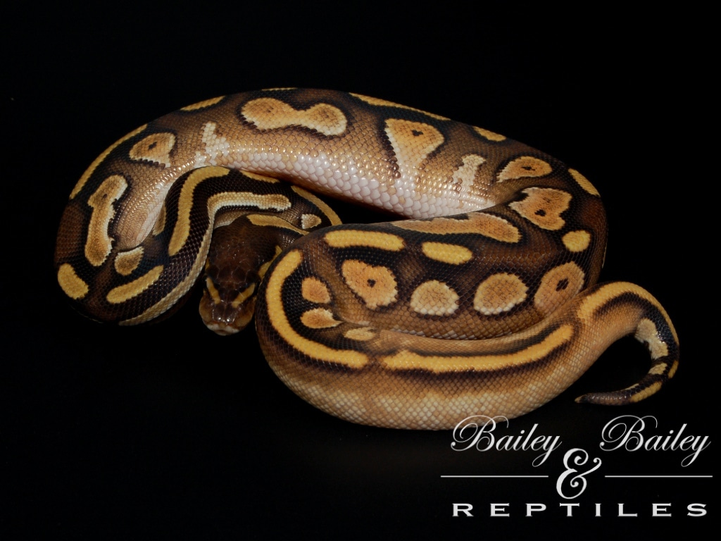 Mojave Sugar 50% Het Sunset Ball Python by Bailey & Bailey Reptiles ...