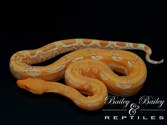 Sharp Albino Blood (Opal Diamond) Boa Constrictor by Bailey & Bailey ...