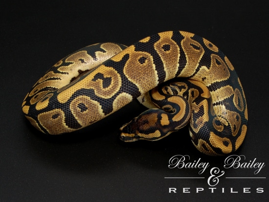 Double Het VPI Axanthic Pied Ball Python by Bailey & Bailey Reptiles