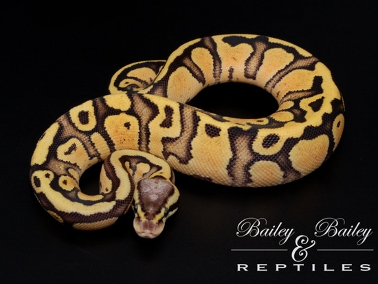 Pastel Sulfur Orange Dream Mirage Ball Python by Bailey & Bailey Reptiles