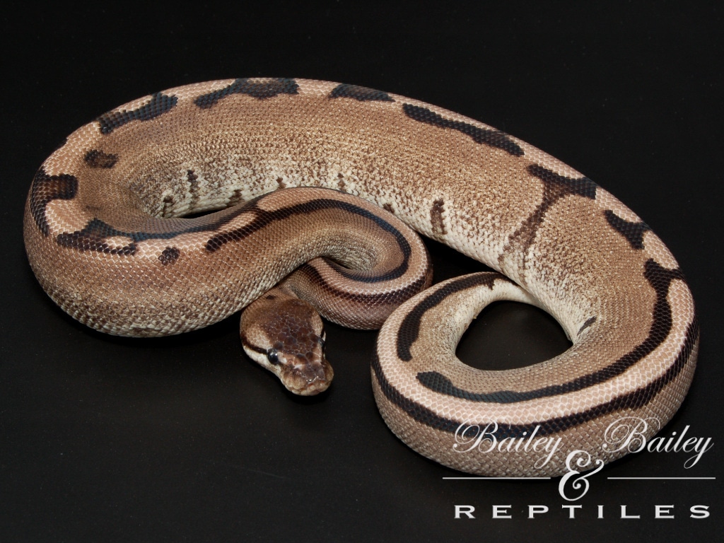 VPI Axanthic Genetic Stripe Ball Python by Bailey & Bailey Reptiles ...