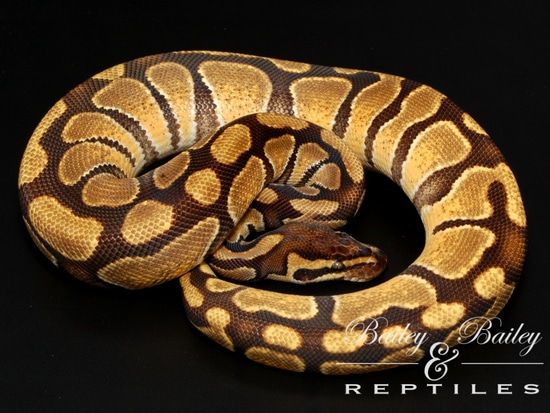 Enchi 50% Het Sunset Ball Python by Bailey & Bailey Reptiles