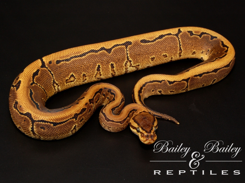 Yellow Belly Pinstripe 66% Double Het VPI Axanthic Pied Ball Python by ...