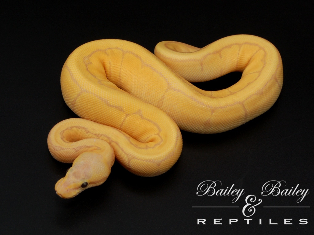 Lemon Blast Banana 66% Double Het VPI Axanthic Pied Possible Yellow ...