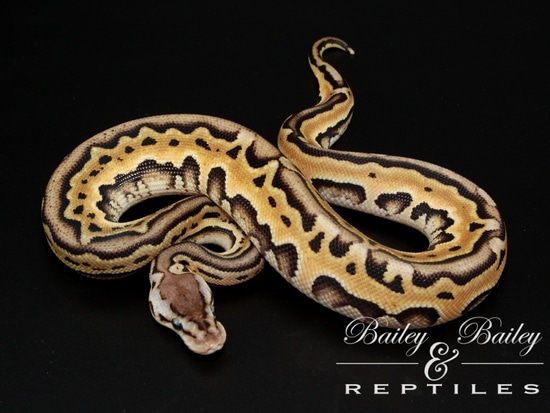 Pastel Het Red Axanthic Puzzle Ball Python by Bailey & Bailey Reptiles