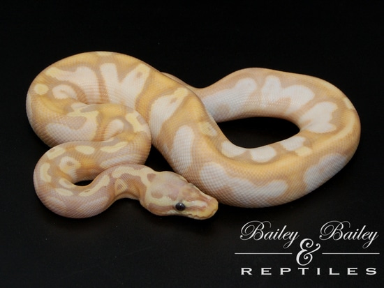 Pastel Coral Glow Sugar #1 Ball Python by Bailey & Bailey Reptiles