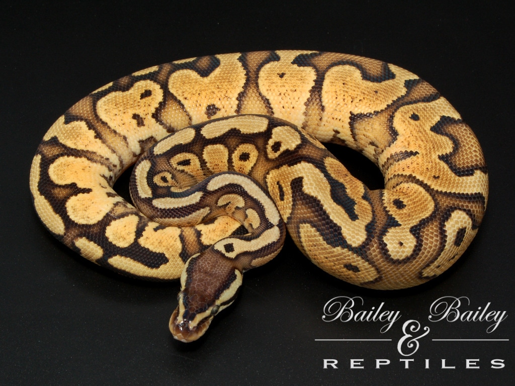 Pastel Yellow Belly Red Stripe Het Pied #1 Ball Python by Bailey ...