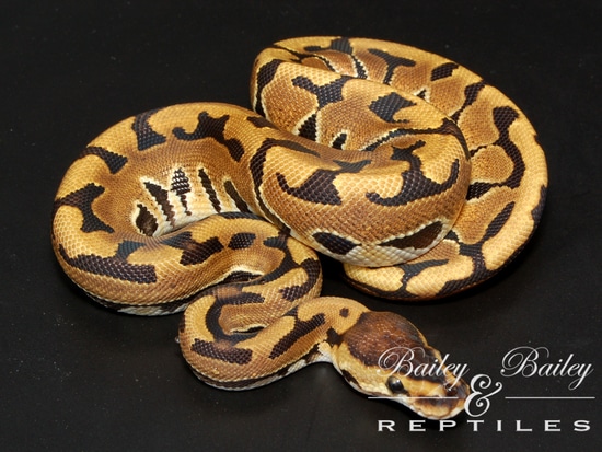 Puzzle #1 Ball Python by Bailey & Bailey Reptiles