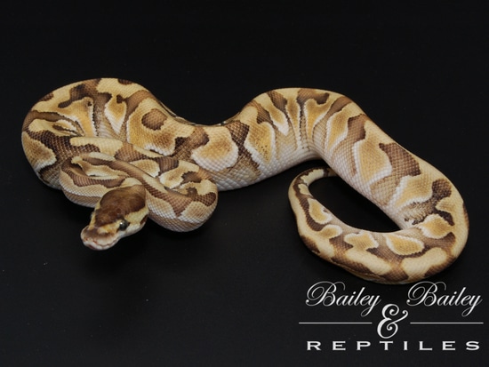 Lesser Puzzle #1 Ball Python by Bailey & Bailey Reptiles