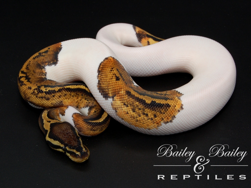 Yellow Belly Pied Het Hypo #1 Ball Python by Bailey & Bailey Reptiles ...