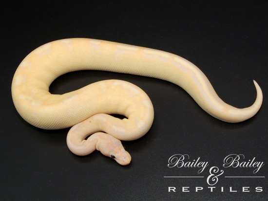 Super Coral Glow Champagne #1 Ball Python by Bailey & Bailey Reptiles
