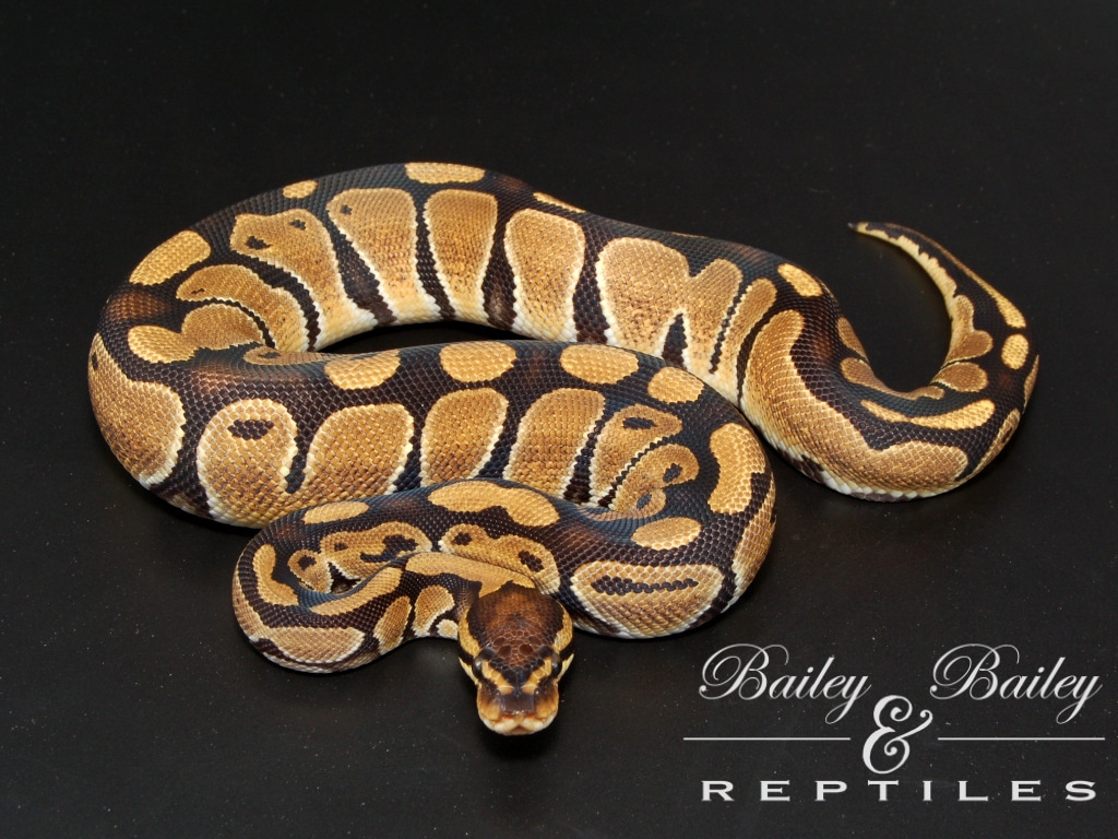 Het Sunset #40 Ball Python by Bailey & Bailey Reptiles - MorphMarket