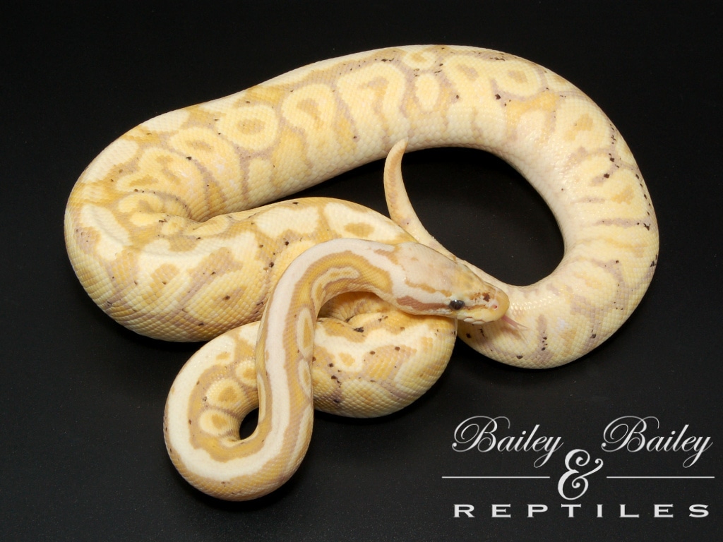 Pastel Coral Glow Spotnose #1 Ball Python by Bailey & Bailey Reptiles ...