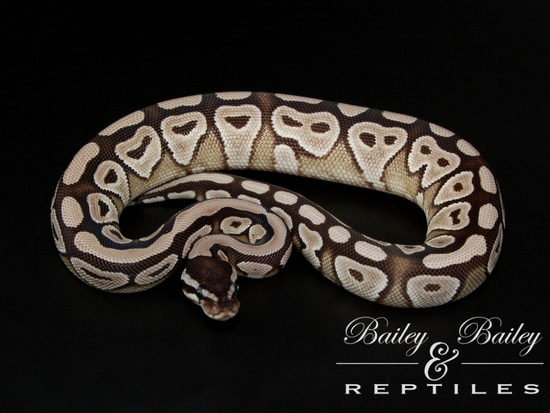 VPI Axanthic Mojave #5 Ball Python by Bailey & Bailey Reptiles