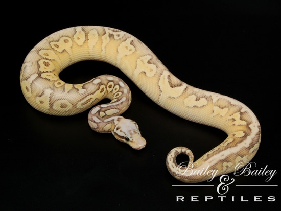 Super Pastel Yellow Belly Het Red Axanthic Lesser Mirage #1 Ball Python ...