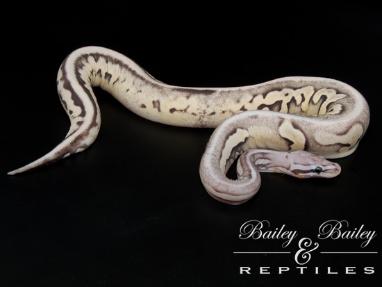 Scaleless Leopard Mojave Cinnamon #1 Ball Python by Bailey & Bailey Reptiles
