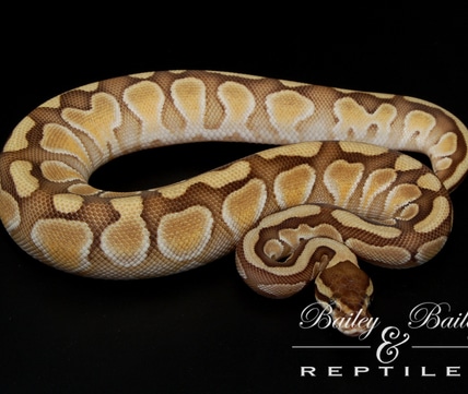 Red Stripe Pinstripe Black Pastel Trick #1 Ball Python by Bailey ...