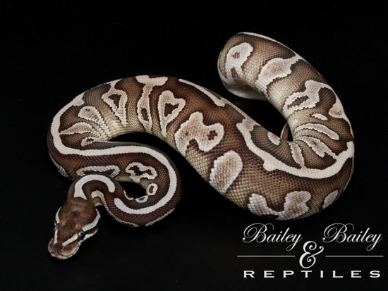 VPI Axanthic Lesser Leopard #1 Ball Python by Bailey & Bailey Reptiles