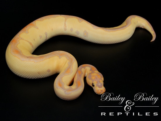 Blade Sulfur Coral Glow Clown #1 Ball Python by Bailey & Bailey Reptiles