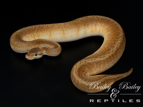 Pastel Hidden Gene Woma Sunset #2 Ball Python by Bailey & Bailey Reptiles