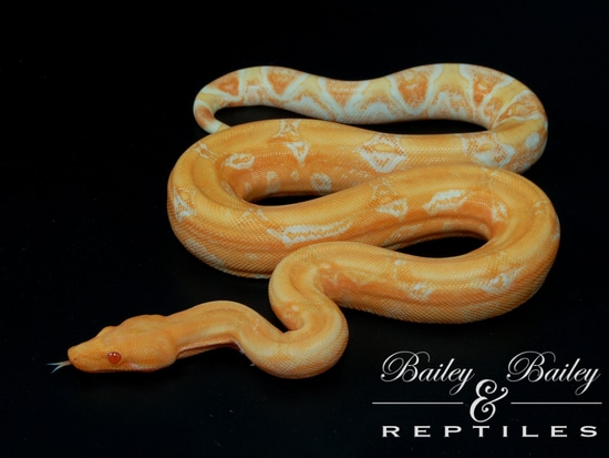 Opal Diamond #3 Boa Constrictor by Bailey & Bailey Reptiles