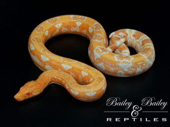 Opal Diamond #1 Boa Constrictor by Bailey & Bailey Reptiles