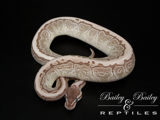 VPI Axanthic Enchi Pinstripe #1 Ball Python by Bailey & Bailey Reptiles