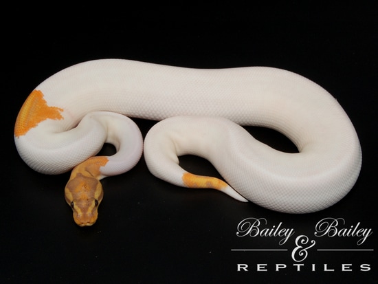 Orange Dream Coral Glow Pied #1 Ball Python by Bailey & Bailey Reptiles