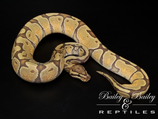 Enchi Hypo Het VPI Axanthic #1 Ball Python by Bailey & Bailey Reptiles