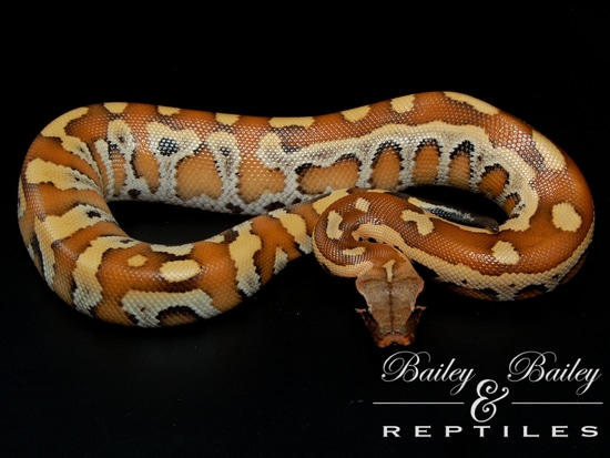 Marter #2 Blood Python by Bailey & Bailey Reptiles