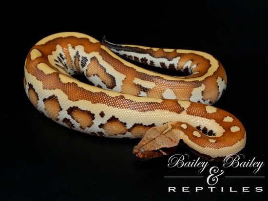 Matrix Het T+ Albino #1 Blood Python by Bailey & Bailey Reptiles
