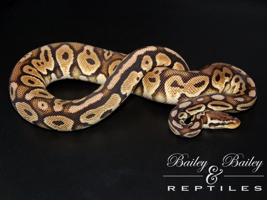 Pastel Het Red Axanthic Yellow Belly #1 Ball Python by Bailey & Bailey ...