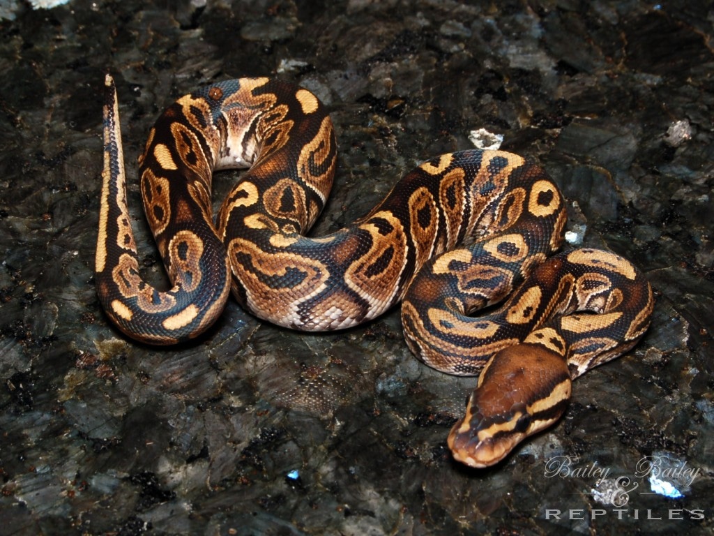 Het Red Axanthic #3 Ball Python by Bailey & Bailey Reptiles - MorphMarket