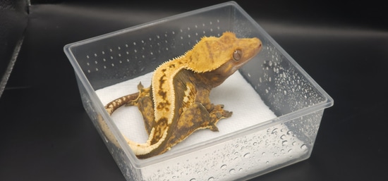 Fringemorphs Almost RTB Female Crested Gecko by Missouri State Exotics