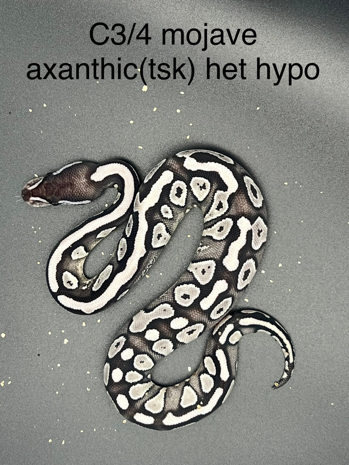 Mojave Axanthic (TSK) Het Hypo Ball Python by Baileys Modern Morphs - MorphMarket