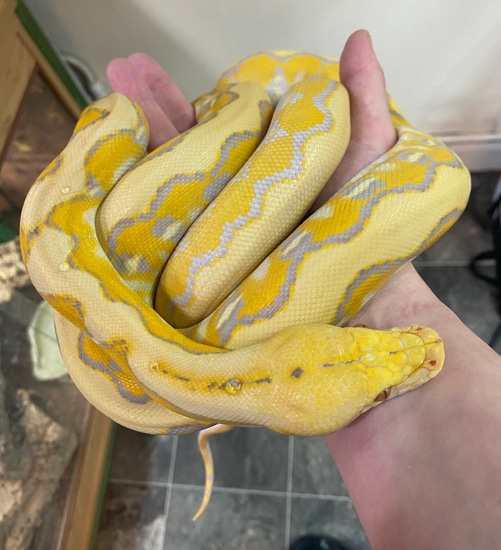 CB22 Female Purple Albino Retic Reticulated Python by Bailey’s Reptile ...