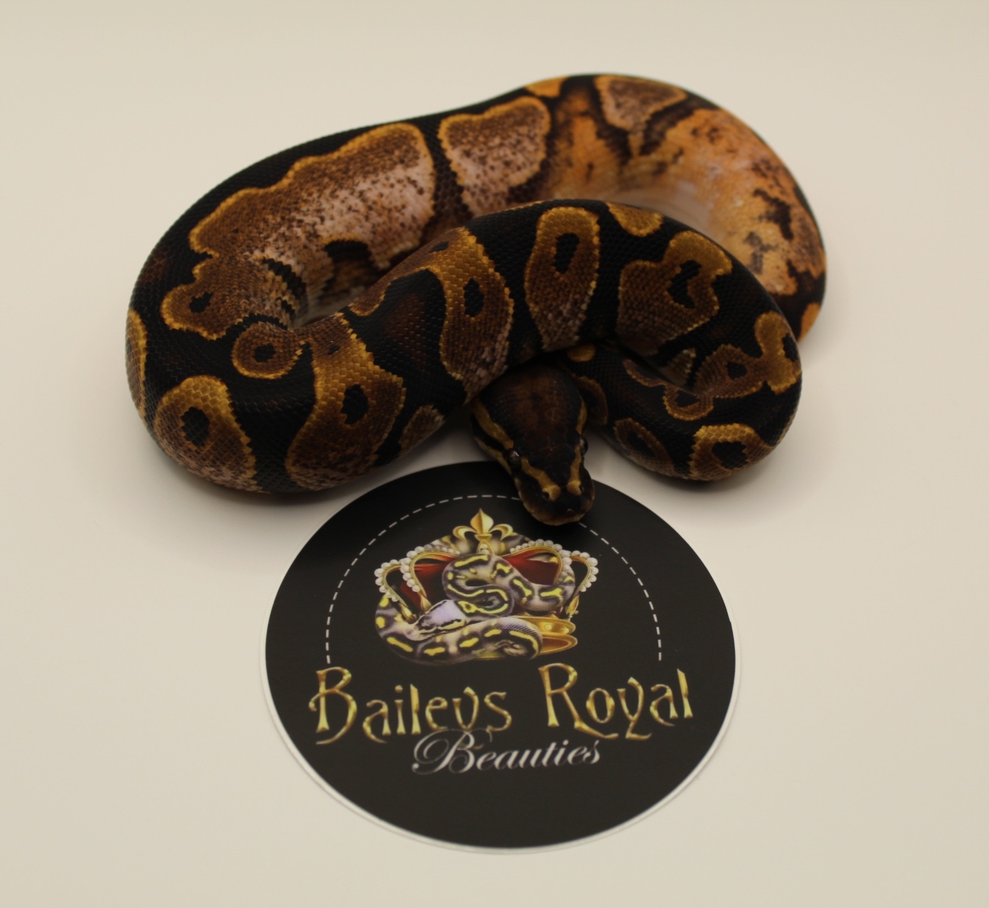 Calico Ball Python by Baileys Royal Beauties - MorphMarket