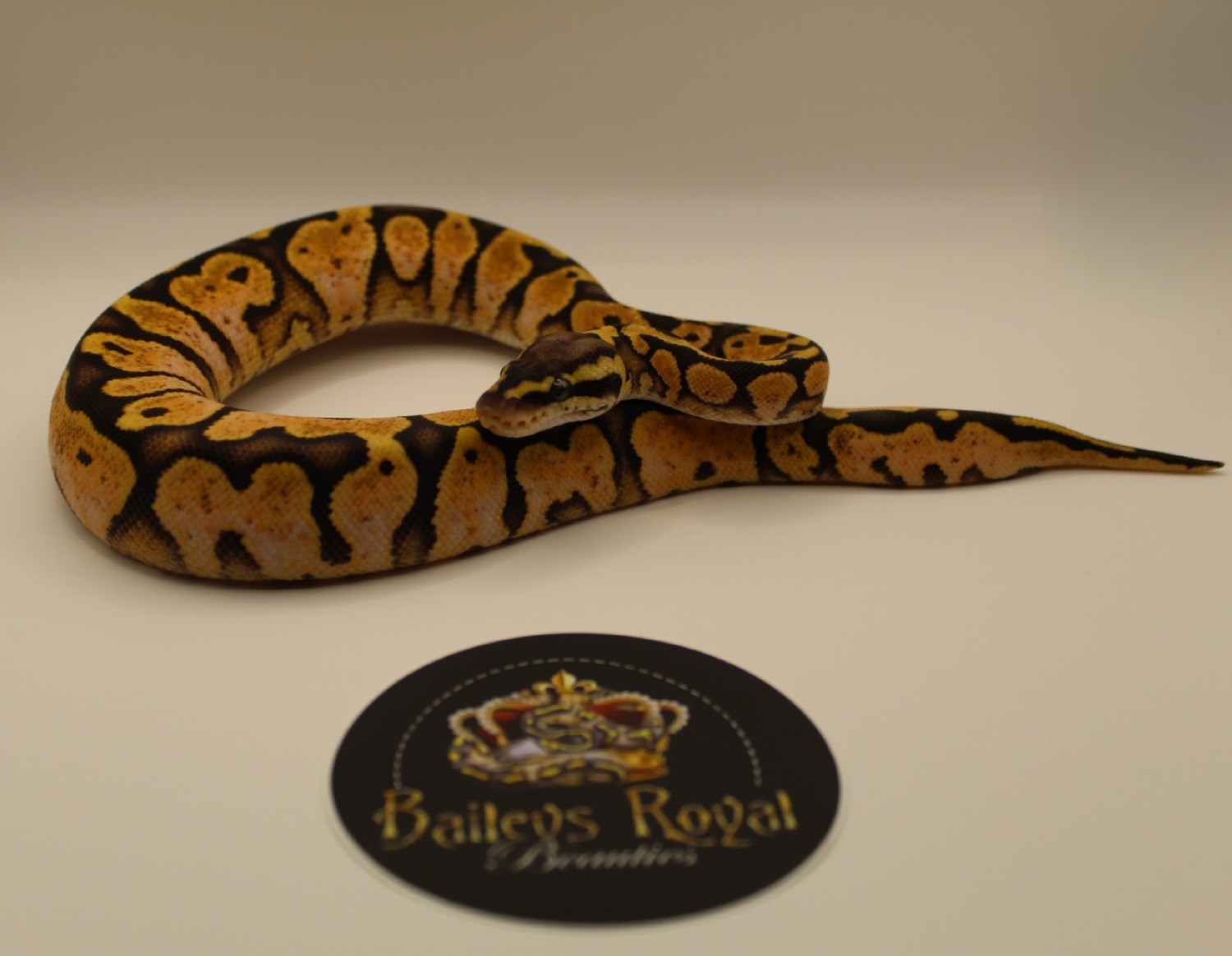 Pastel Calico Ball Python by Baileys Royal Beauties - MorphMarket