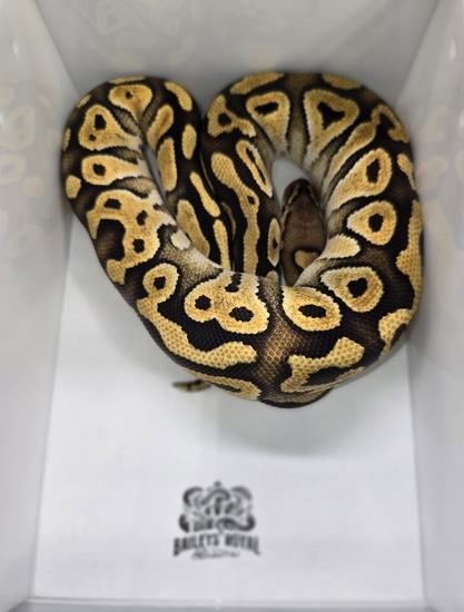 Pastel Mojave Ball Python by Baileys Royal Beauties