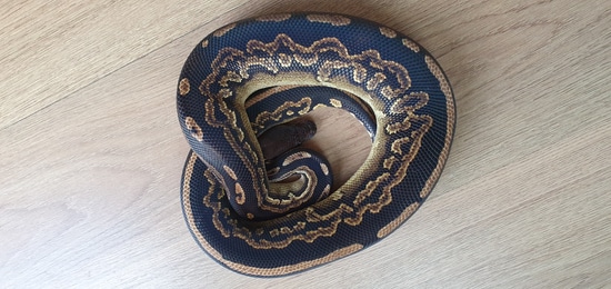 Cinnamon Blackhead Ball Python by Ace Royals uk