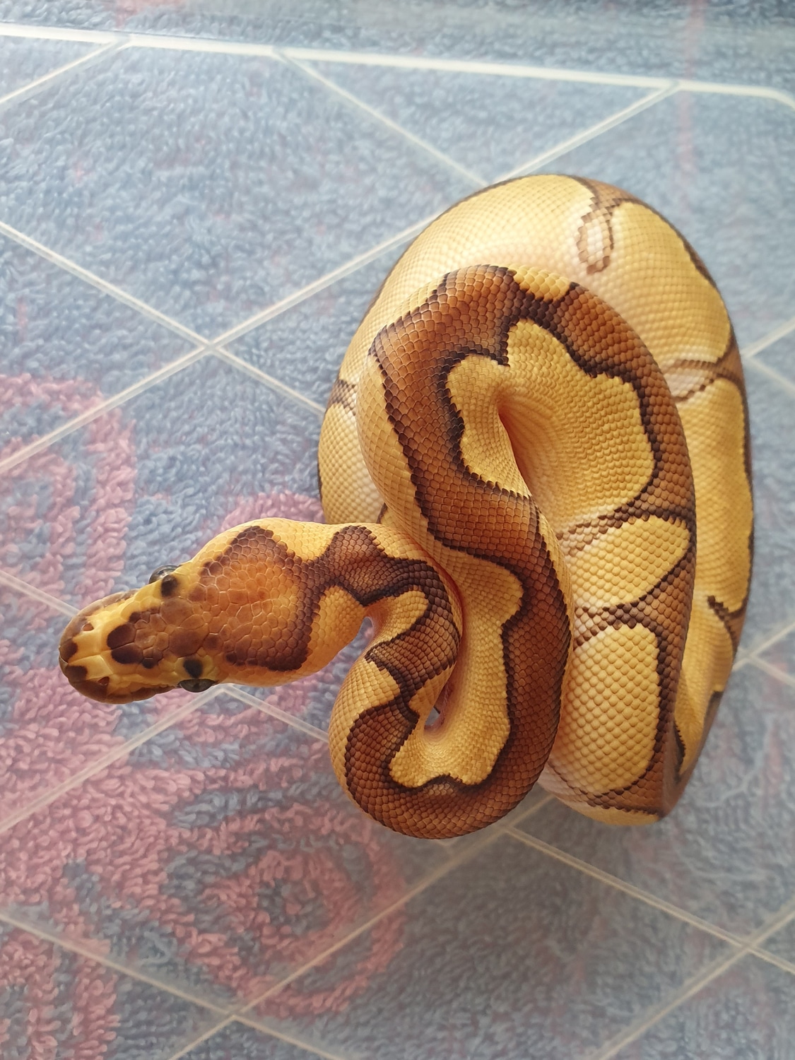 Ace Royals UK's Collection - MorphMarket