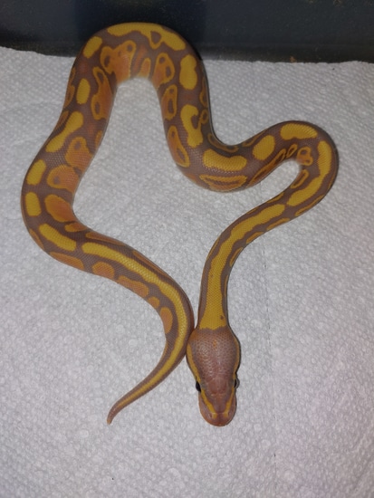 Coral Glow Het Pied Ball Python by C And J Reptiles