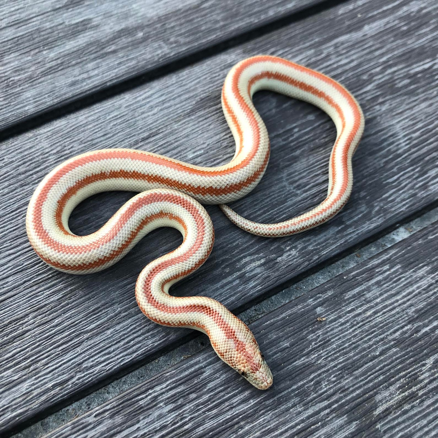 San Felipe Rosy Boa by BajaBoas - MorphMarket