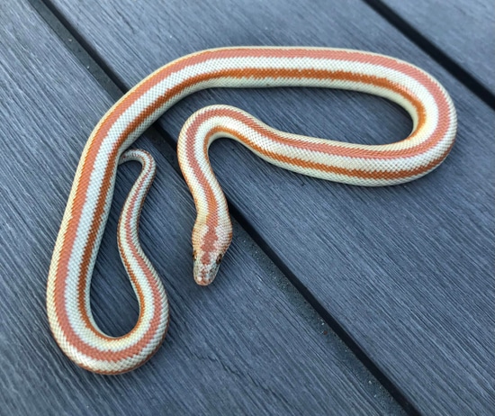 Bay Of LA Rosy Boa by BajaBoas